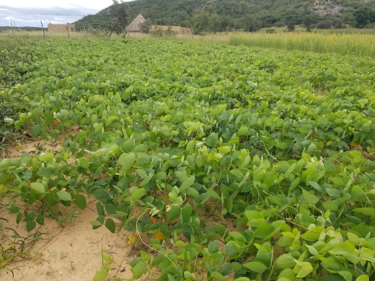 FAO Southern Africa on Twitter: "The @MeasAcp Farmer Field Schools integrate diversity into ...