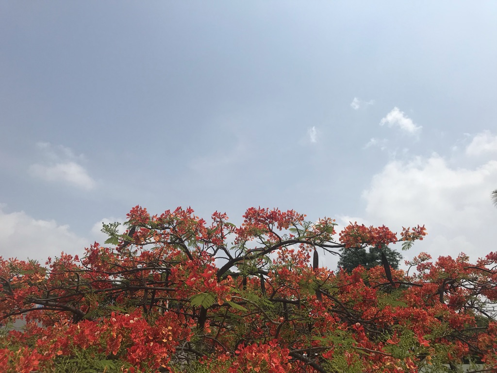 1/19 Did you know Bengaluru has a diverse collection of trees that ...