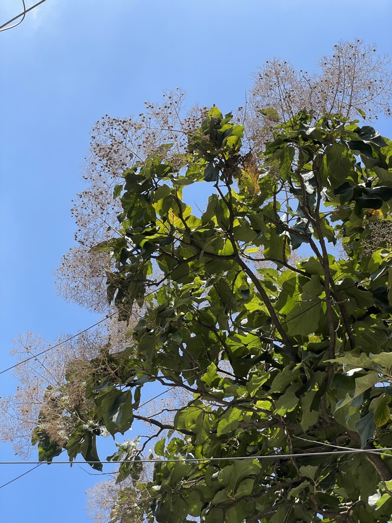 1/19 Did you know Bengaluru has a diverse collection of trees that ...