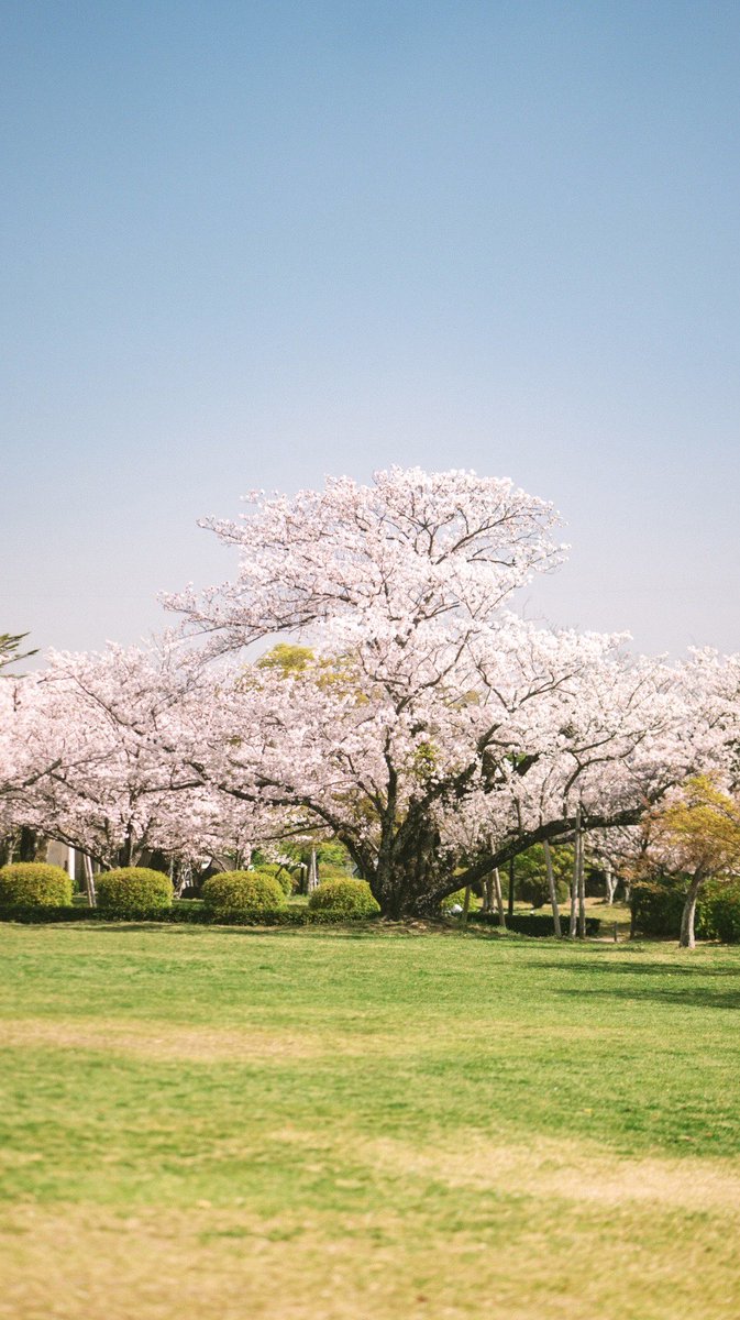 TAKASU TILE / 田舎暮らしの日常 on Twitter: "おはようございます🌸"