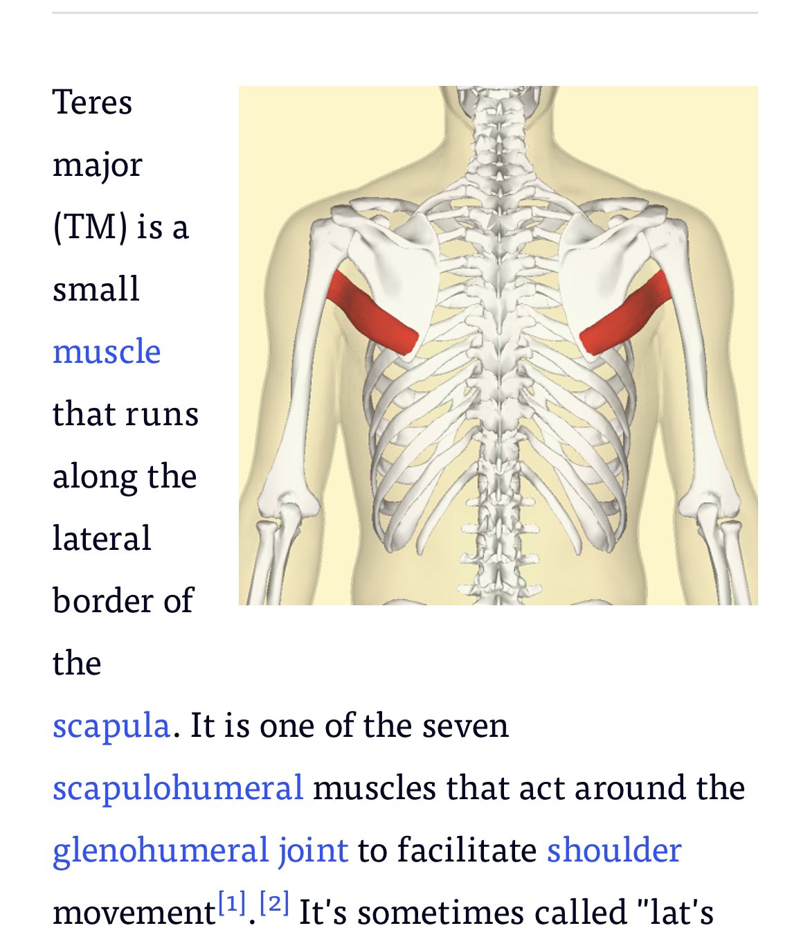 Teres Major Bodybuilder