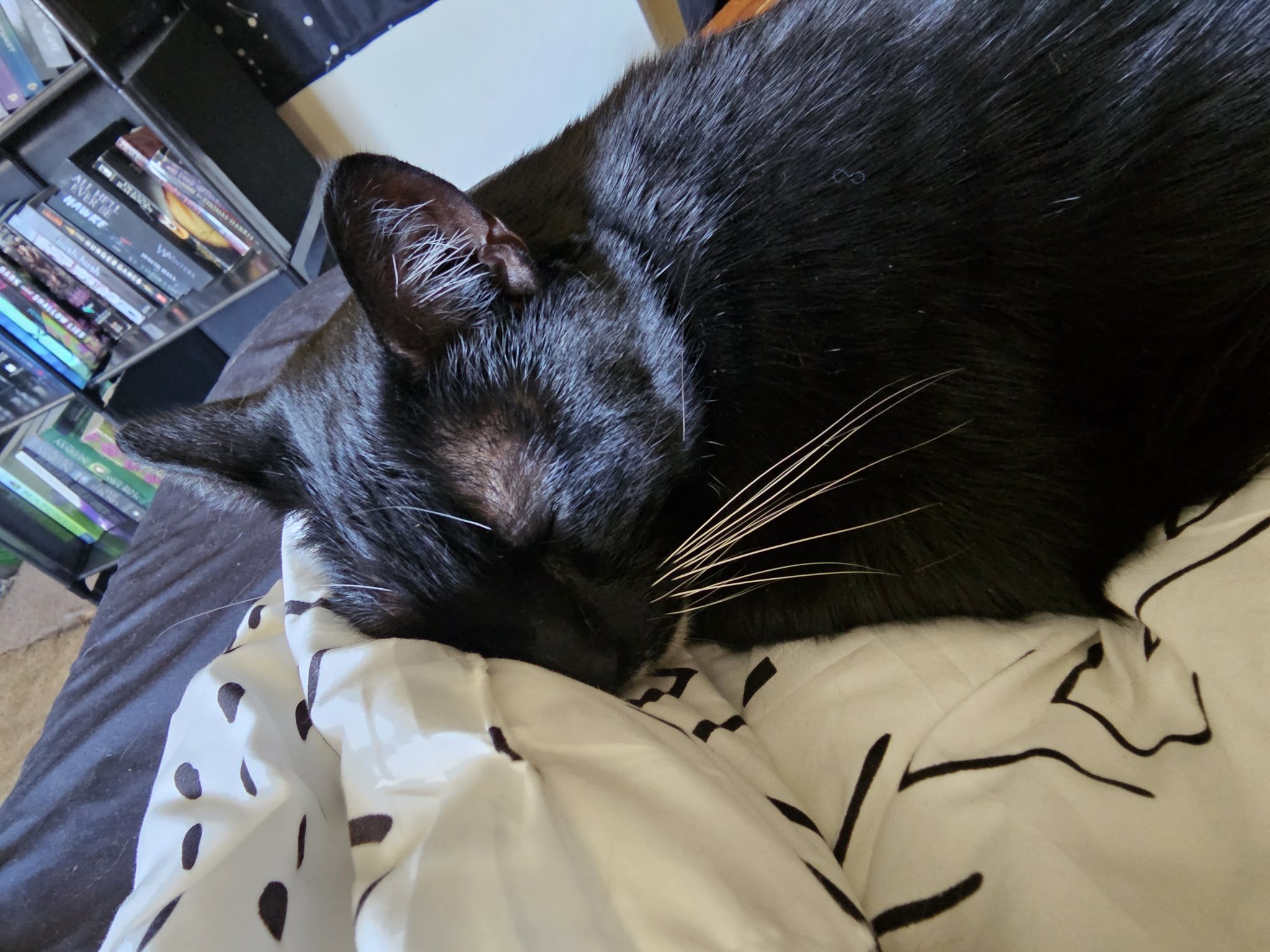Cat Wallpaper For Kindle