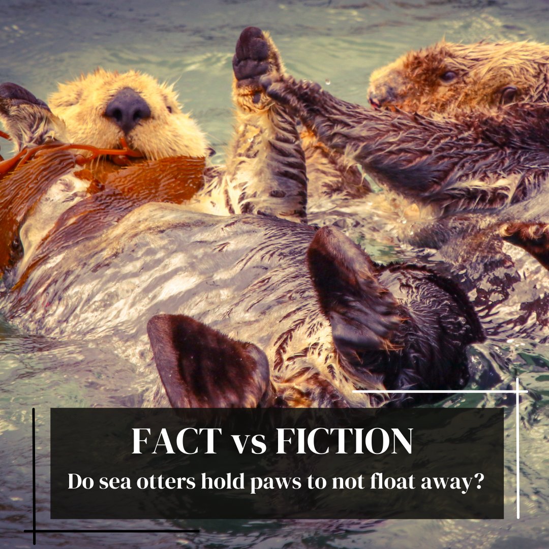 Otters Holding Hands Meme