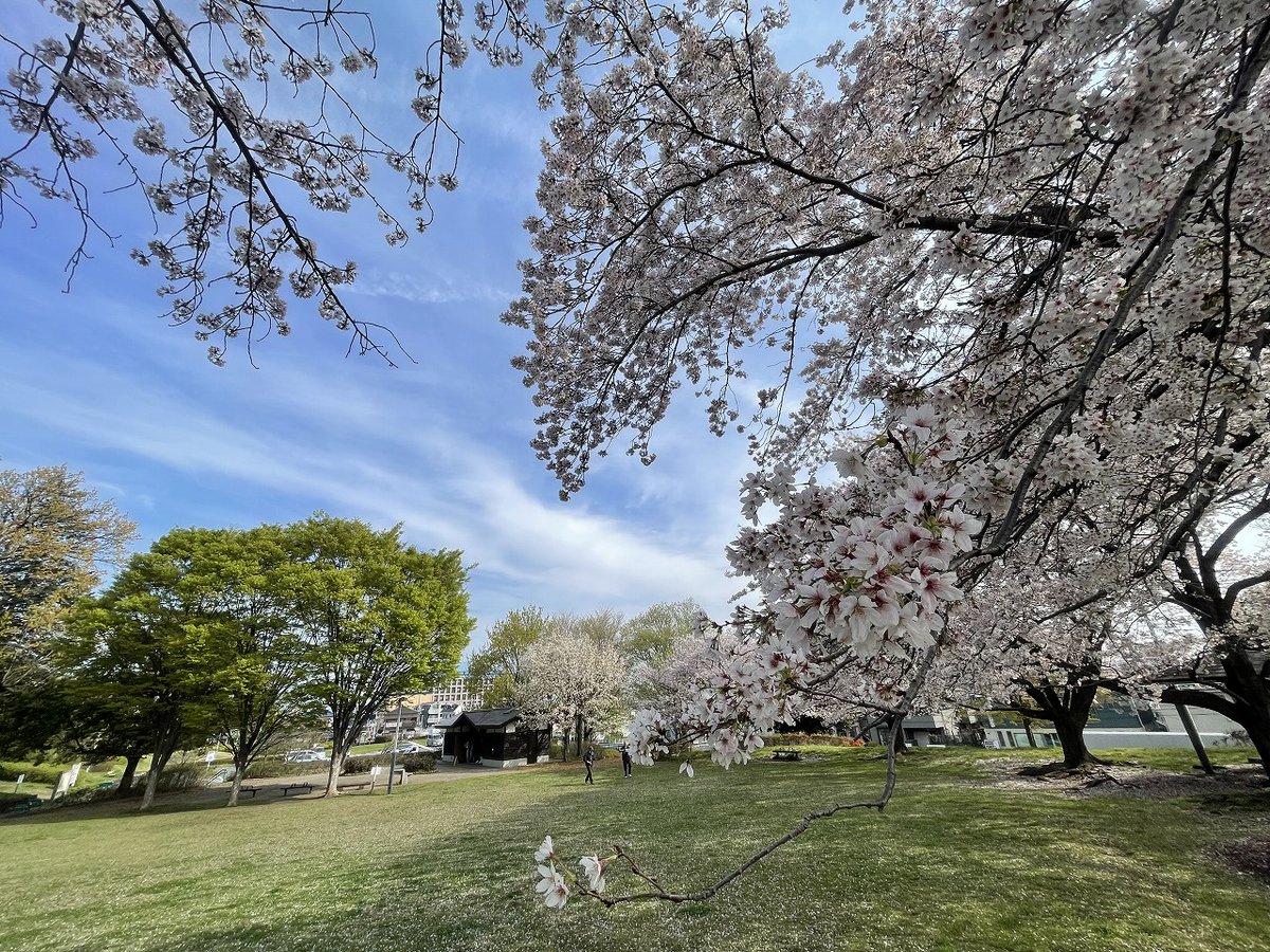 座間谷戸山公園日々 On Twitter サクラも散り始めました。 座間谷戸山公園 ソメイヨシノ