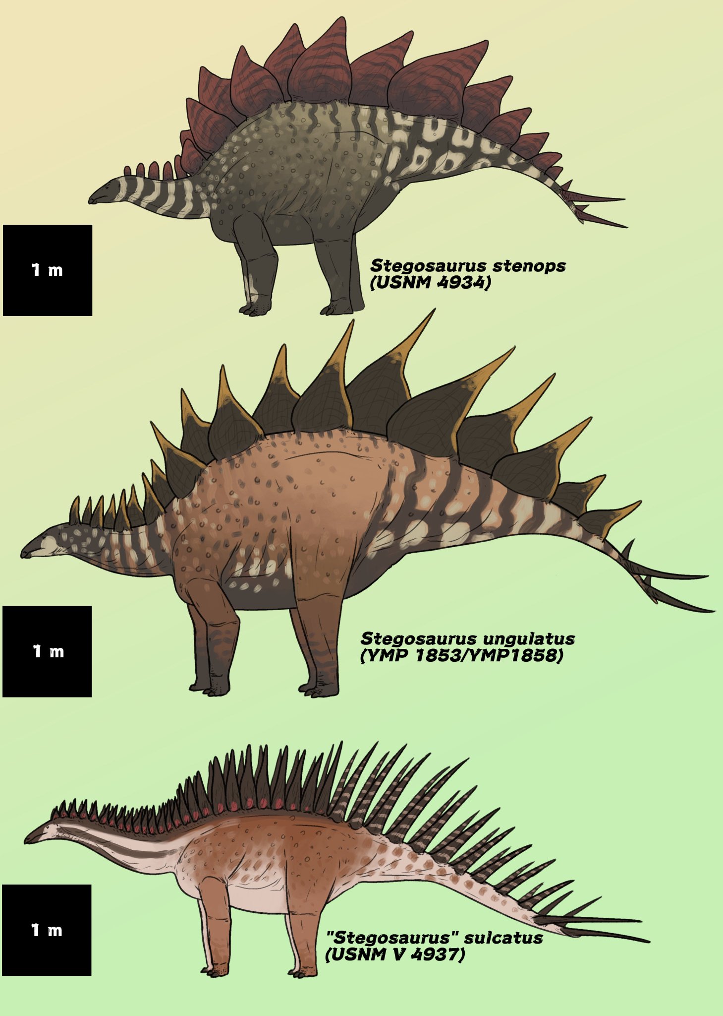 Kentrosaurus Vs Stegosaurus