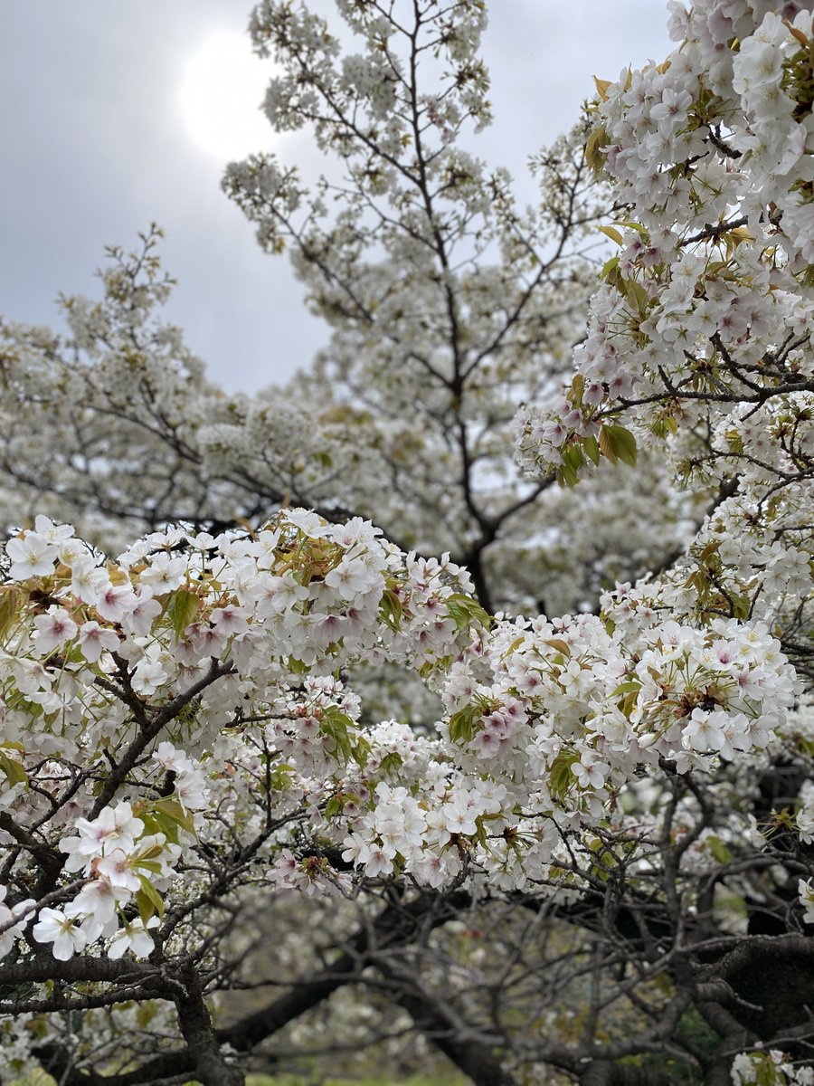 ともりん(@tomo_rin) - Twilog