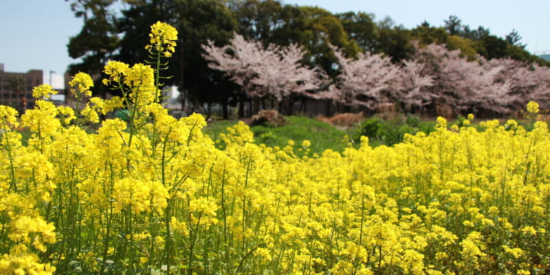 りをこ(@opusto) - Twilog (ツイログ)