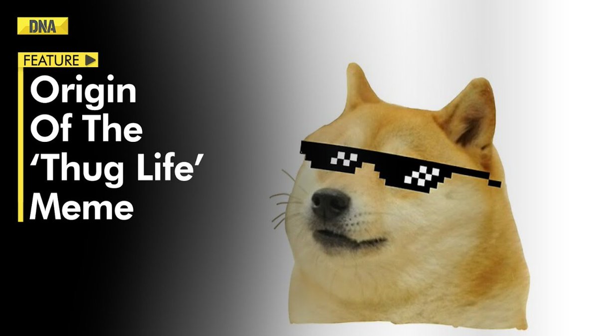 Animal Thug Life Memes Animals Thug Life | TikTok