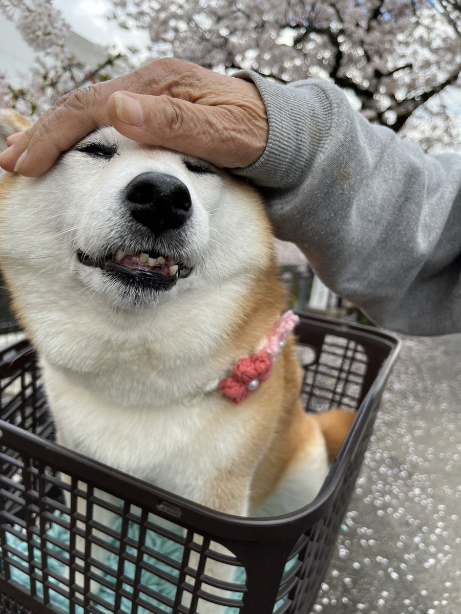 祥and柴犬のまるちゃん On Twitter にこにこ撮影がぁぁぁ ぐわぁぁぁぁ〜手〜ダレ〜 お花見撮影ダメだった ¯−¯ スンッ