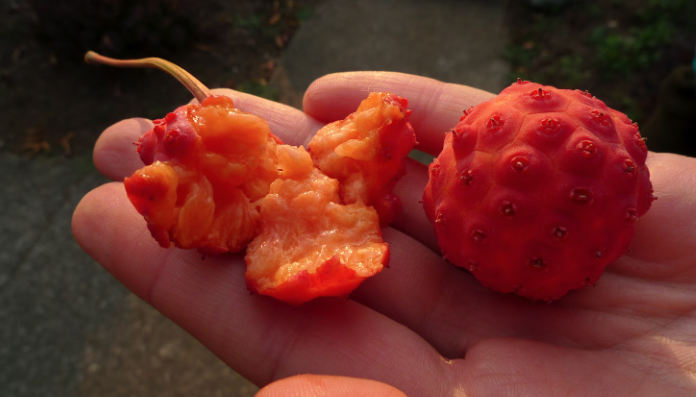 Dogwood Tree Fruit