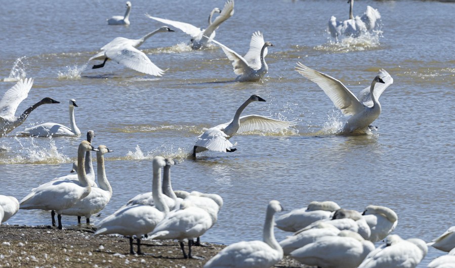 Thousands of tundra swans stop in Ontario's Aylmer Wildlife Management ...