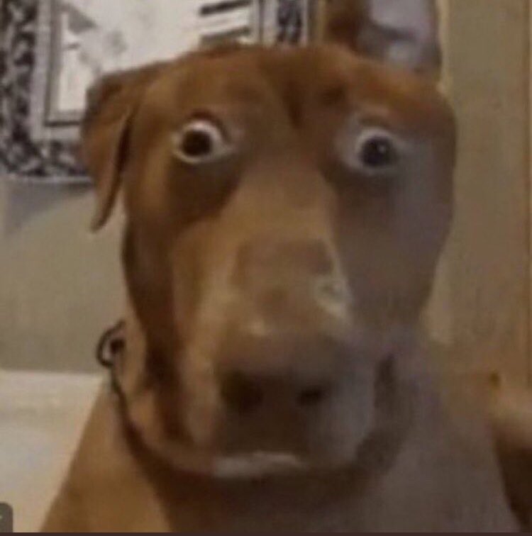 Freaked Out Dog Freaked Out Dog