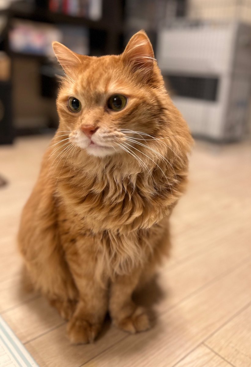 KO_SLANG(@KO_SLANG) - Twilog (ツイログ)