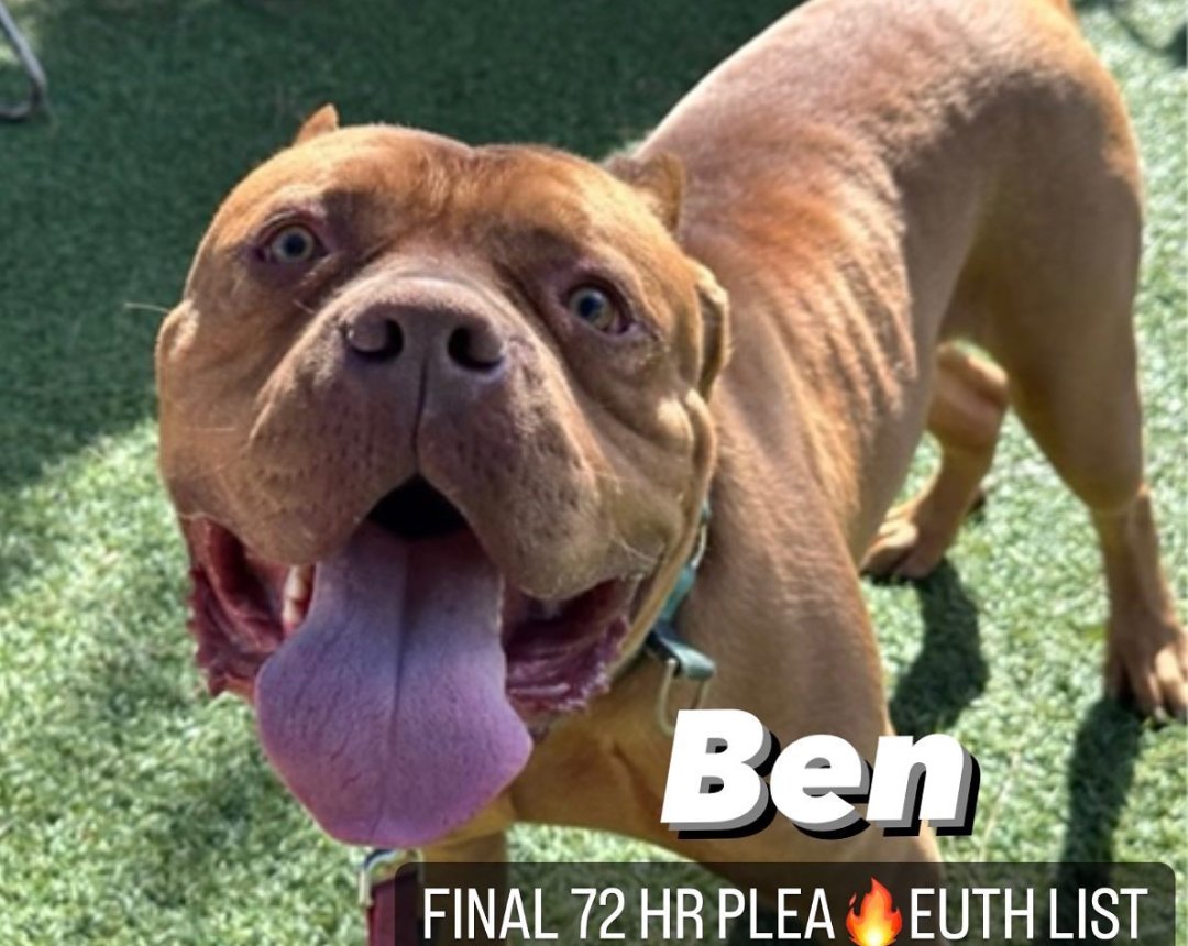 March Brothers Films Inc. on Twitter: "RT @mapleveewesem: 🆘💔🆘 Big boy BEN in a Downey # ...