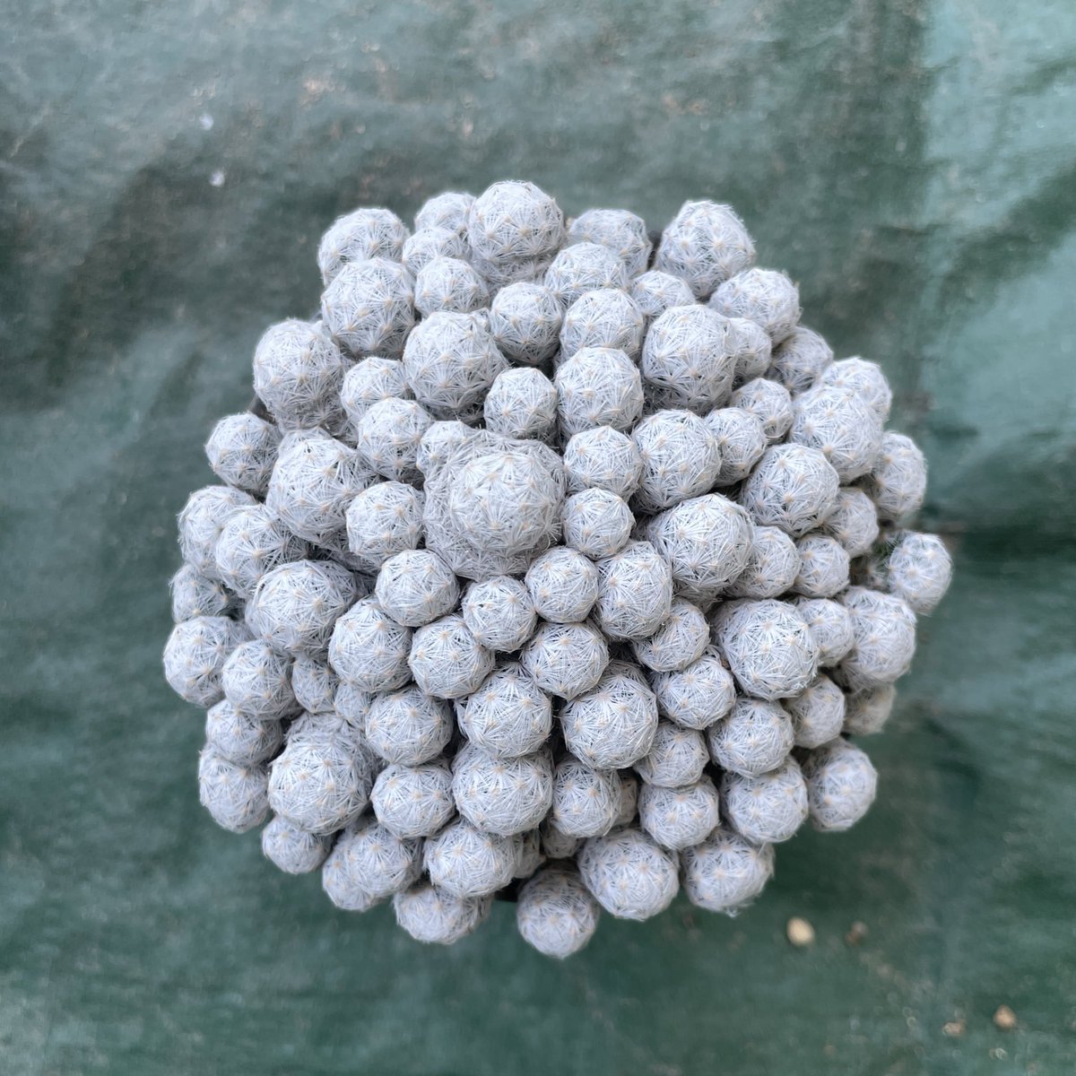 macca(@macca_aka) - Twilog (ツイログ)