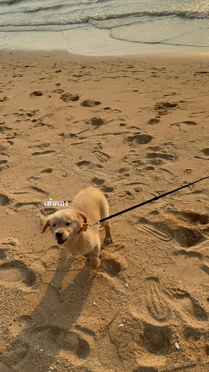 FREEN OFFICIAL on Twitter: "Awwww น่าร้ากกก 🥹🫶🏻💓 👉 https://instagram.com/stories/srchafreen ...