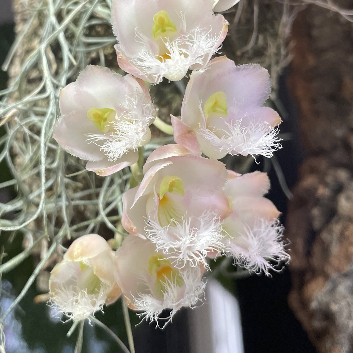 macca(@macca_aka) - Twilog (ツイログ)