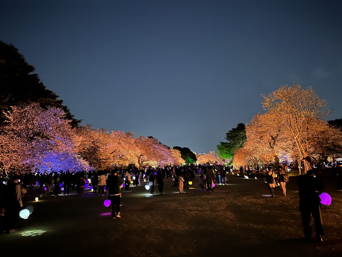 マウンテン山形av男優監督制作・手配 On Twitter 新宿御苑でお花見🌸 ライトアップされた夜桜 めちゃくちゃ綺麗 可愛い提灯もらえました🏮 新宿御苑 お花見 桜