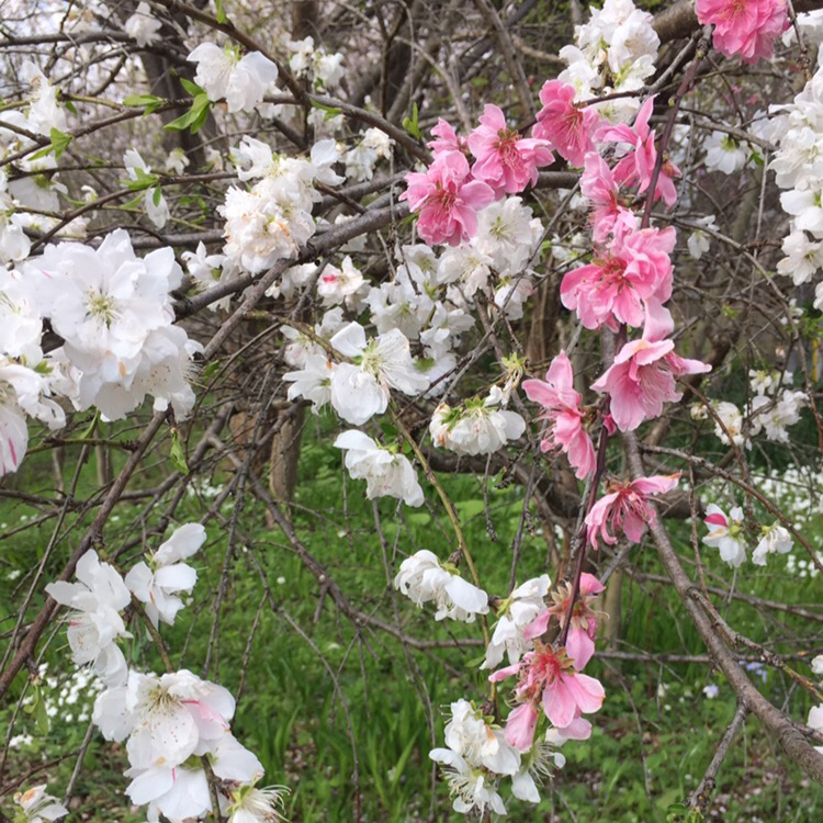 こっこ On Twitter 先日、ちょっとだけ晴れた時にいつもの公園でまだ桜が咲いていたので、桜トンネルも撮影できました🌸