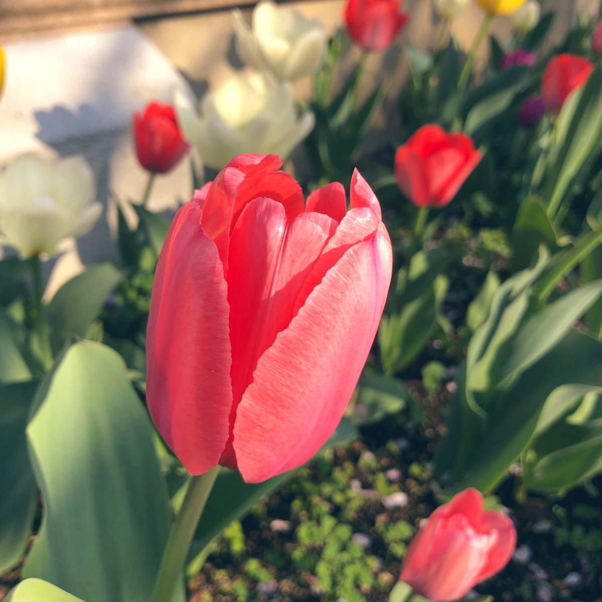 yel(@ffffoo) - Twilog (ツイログ)