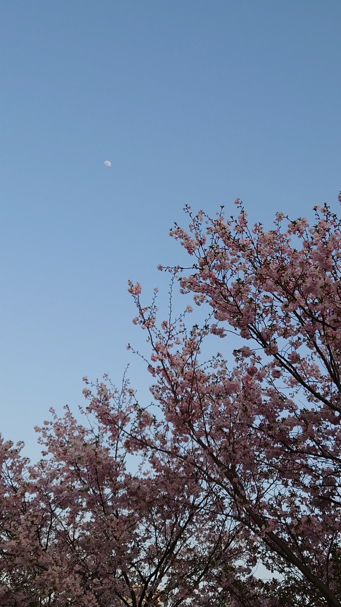 Otom🌱(@otom_n) - Twilog