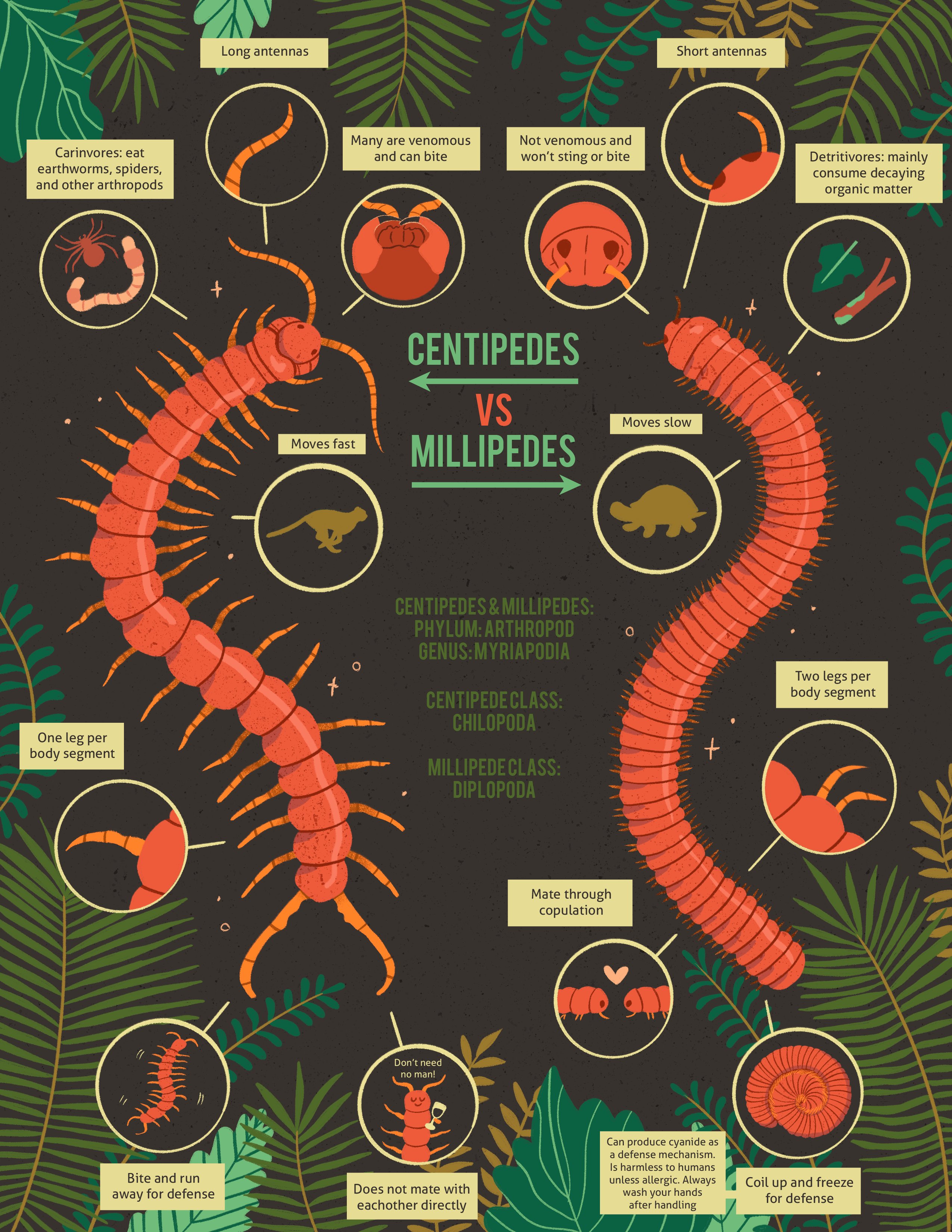 Millipede Diagram Desert Millipede Lindsay Wildlife Experience