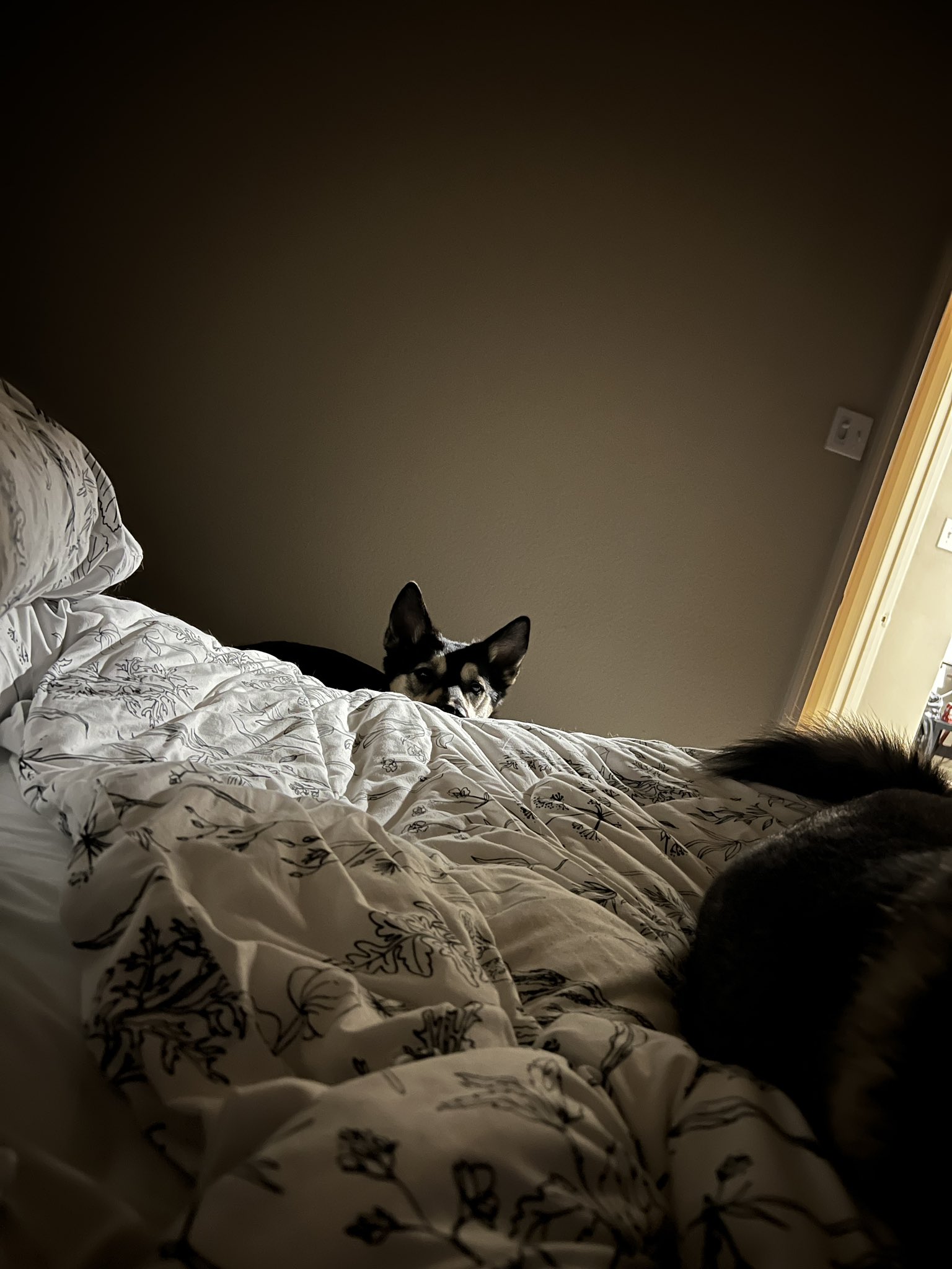 Kass 🦈 (@KassandraSanch) / Twitter