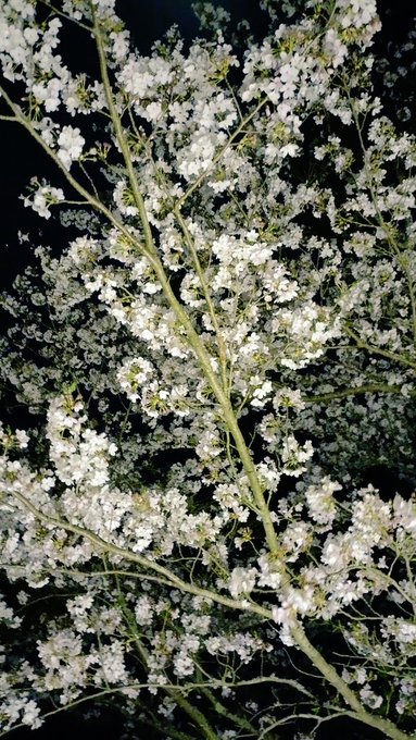 TW Pornstars - 💕Sakura Sena💋. Pictures and videos from Twitter.