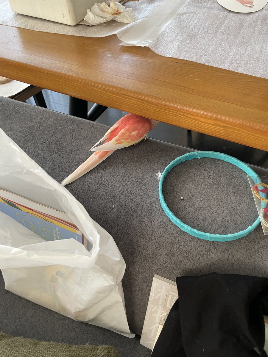 macca(@macca_aka) - Twilog (ツイログ)