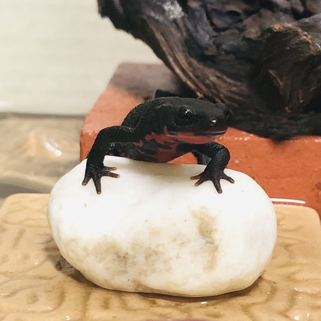 トリフィド【いさましいちびの博物愛好家】(@tri_triffid) - Twilog