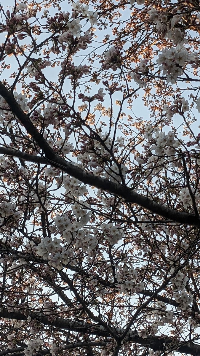 はちまき（波値末記）＠やわらかメンタル🤔(@hatimaki_create) - Twilog