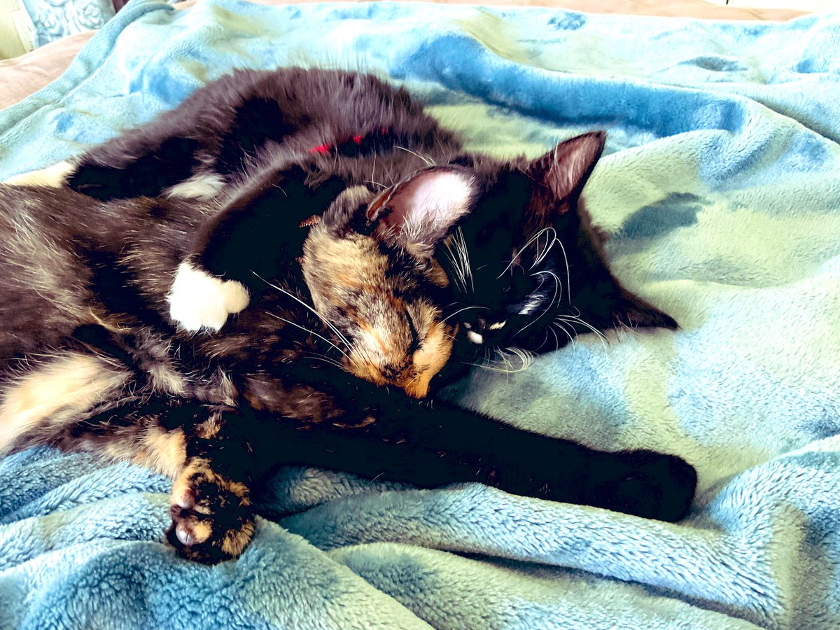 はとね(@hatone) - Twilog