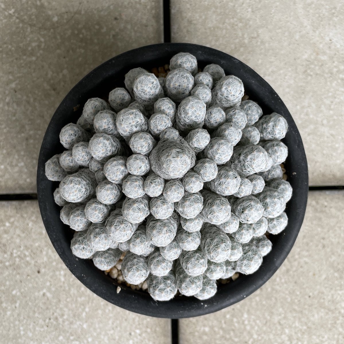 macca(@macca_aka) - Twilog (ツイログ)