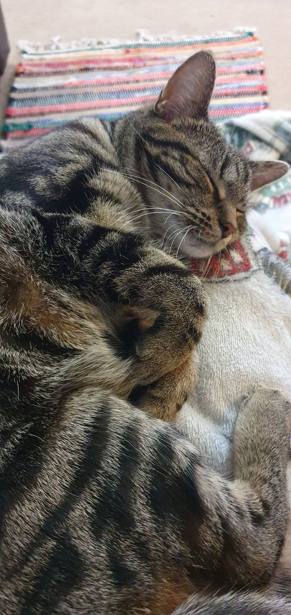 Movie Reviews By JT on Twitter: "Nice Cat"