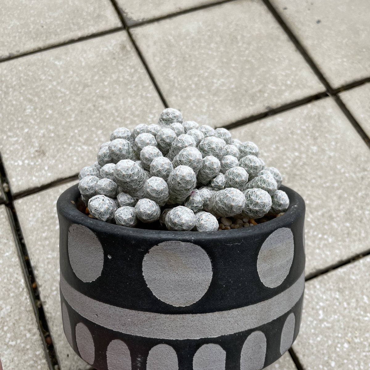 macca(@macca_aka) - Twilog (ツイログ)