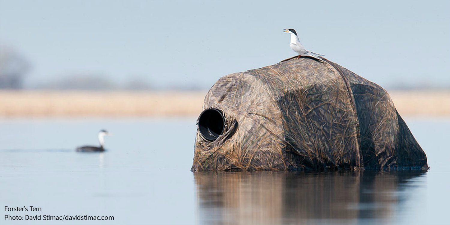 Want to shoot intimate bird portraits? You may have to go undercover in ...
