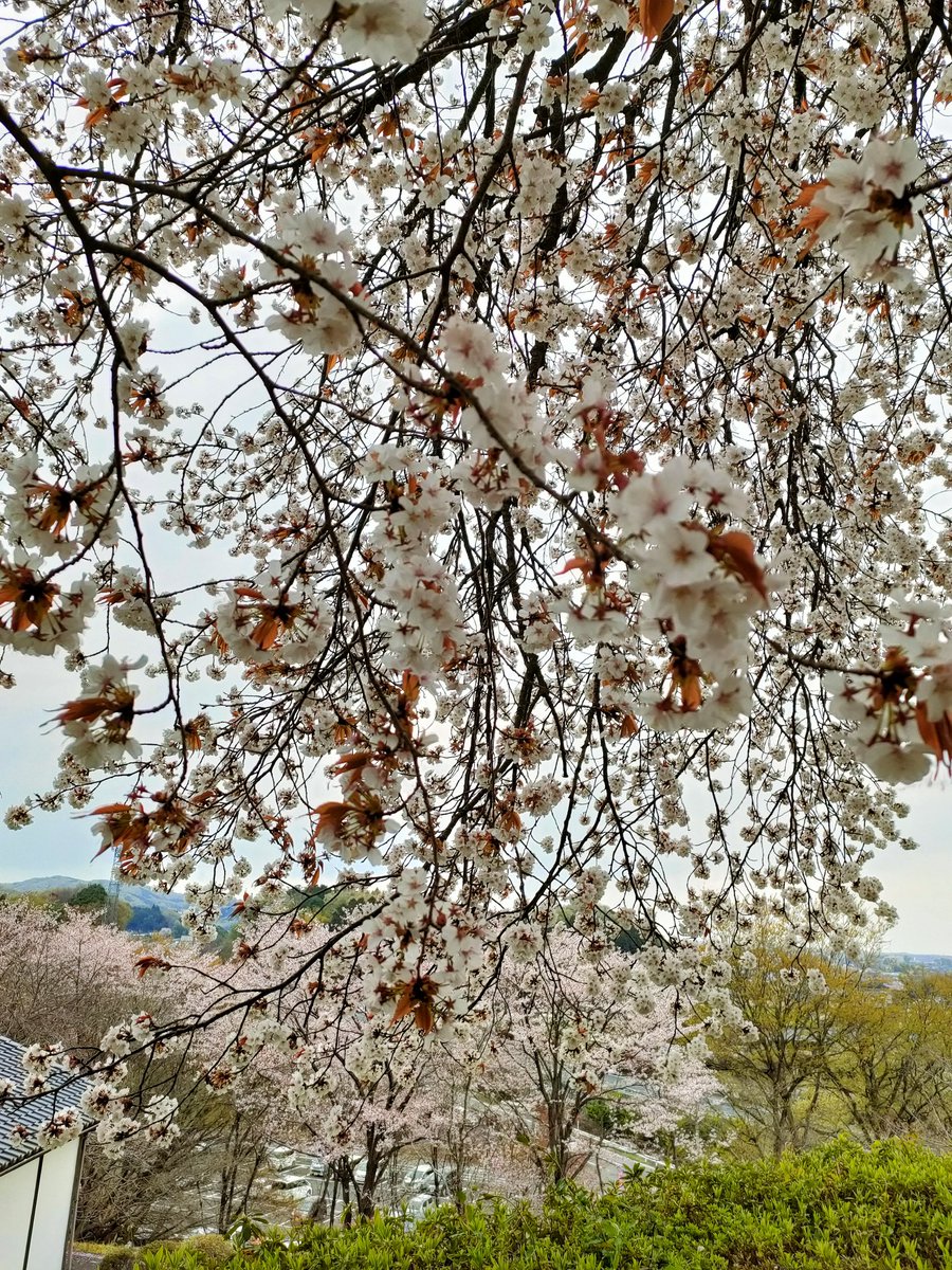 dada2 とらこ(@dada2torako) - Twilog