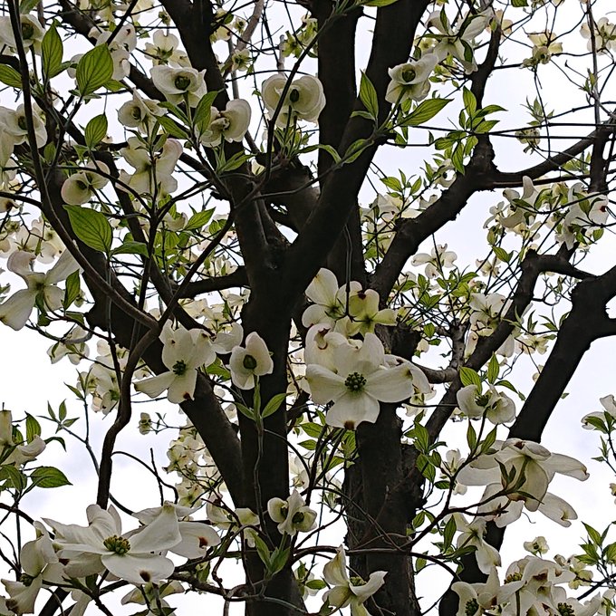 はち(@yoshi_pi) - Twilog