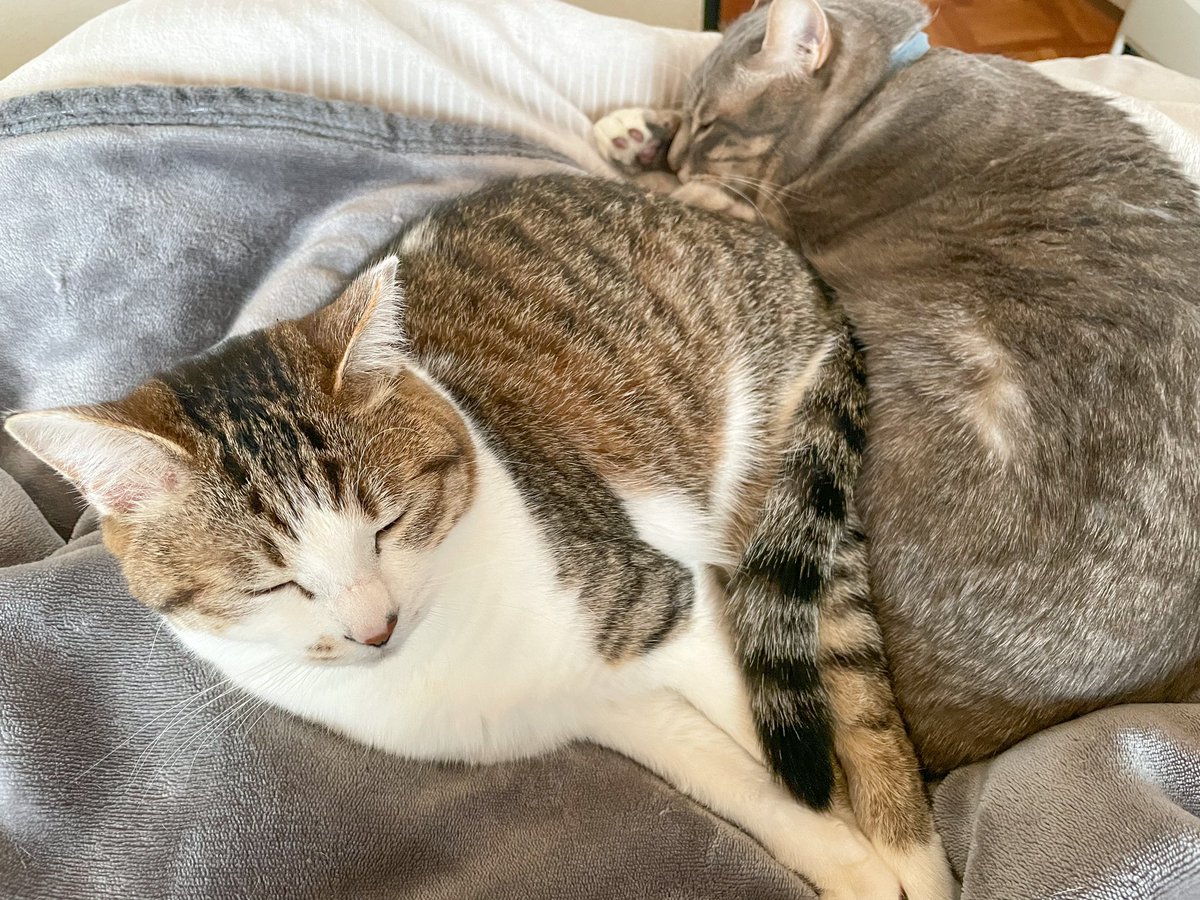 うえはる(@mizugiwa_uehr) - Twilog