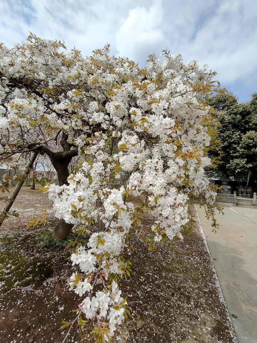 dada2 とらこ(@dada2torako) - Twilog