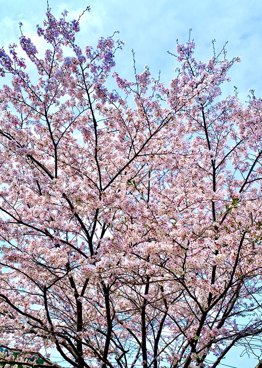 「散り始めてた 」|HAN🌸c101新刊委託中のイラスト