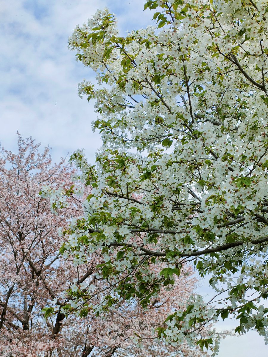 dada2 とらこ(@dada2torako) - Twilog