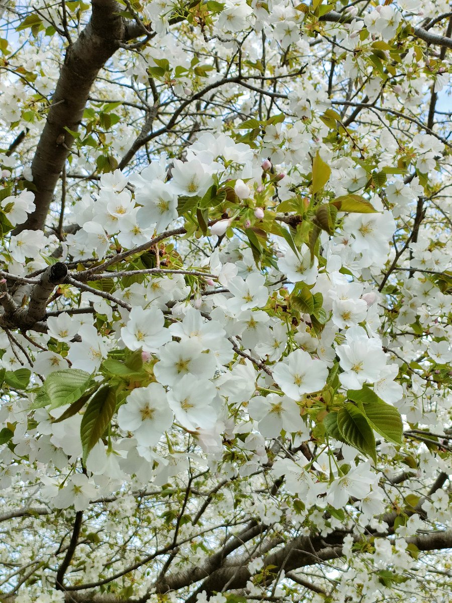 dada2 とらこ(@dada2torako) - Twilog