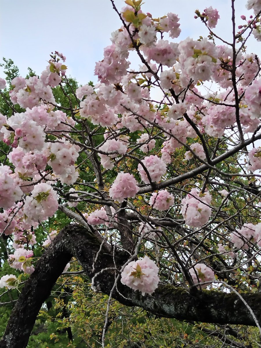 古書 西荻モンガ堂(@monga_book) - Twilog