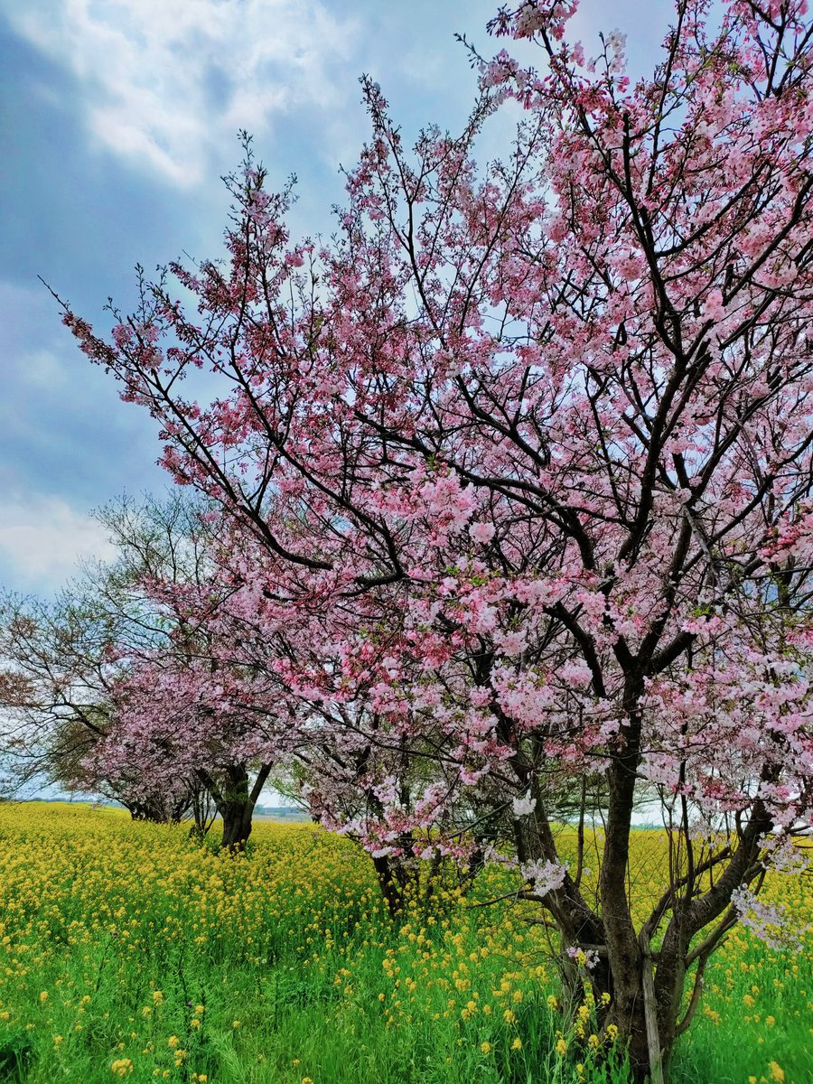 dada2 とらこ(@dada2torako) - Twilog