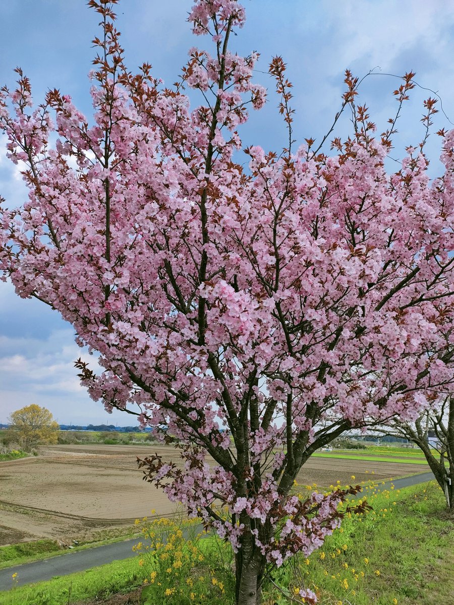 dada2 とらこ(@dada2torako) - Twilog (ツイログ)