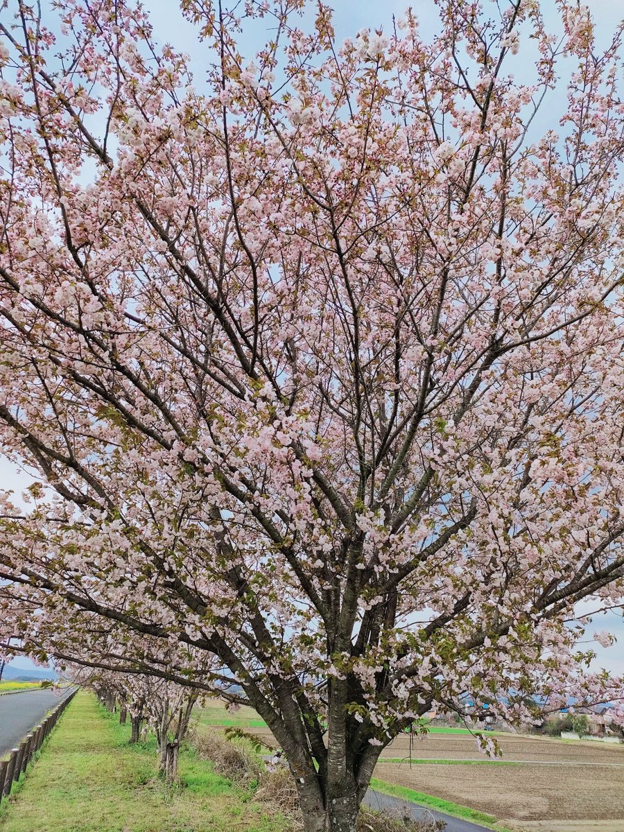 dada2 とらこ(@dada2torako) - Twilog (ツイログ)