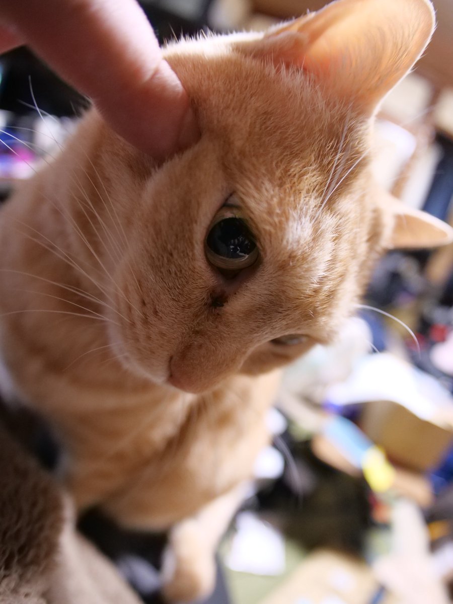 はちまき（波値末記）＠やわらかメンタル🤔(@hatimaki_create) - Twilog