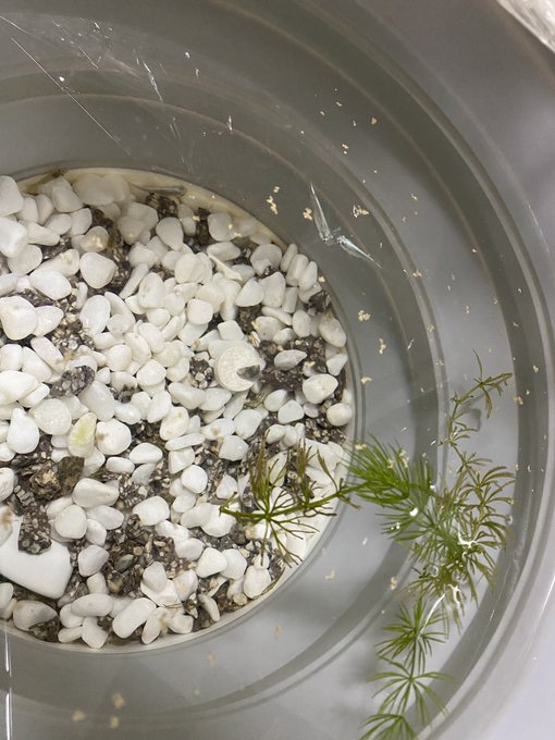 oknj(@obnuj) - Twilog