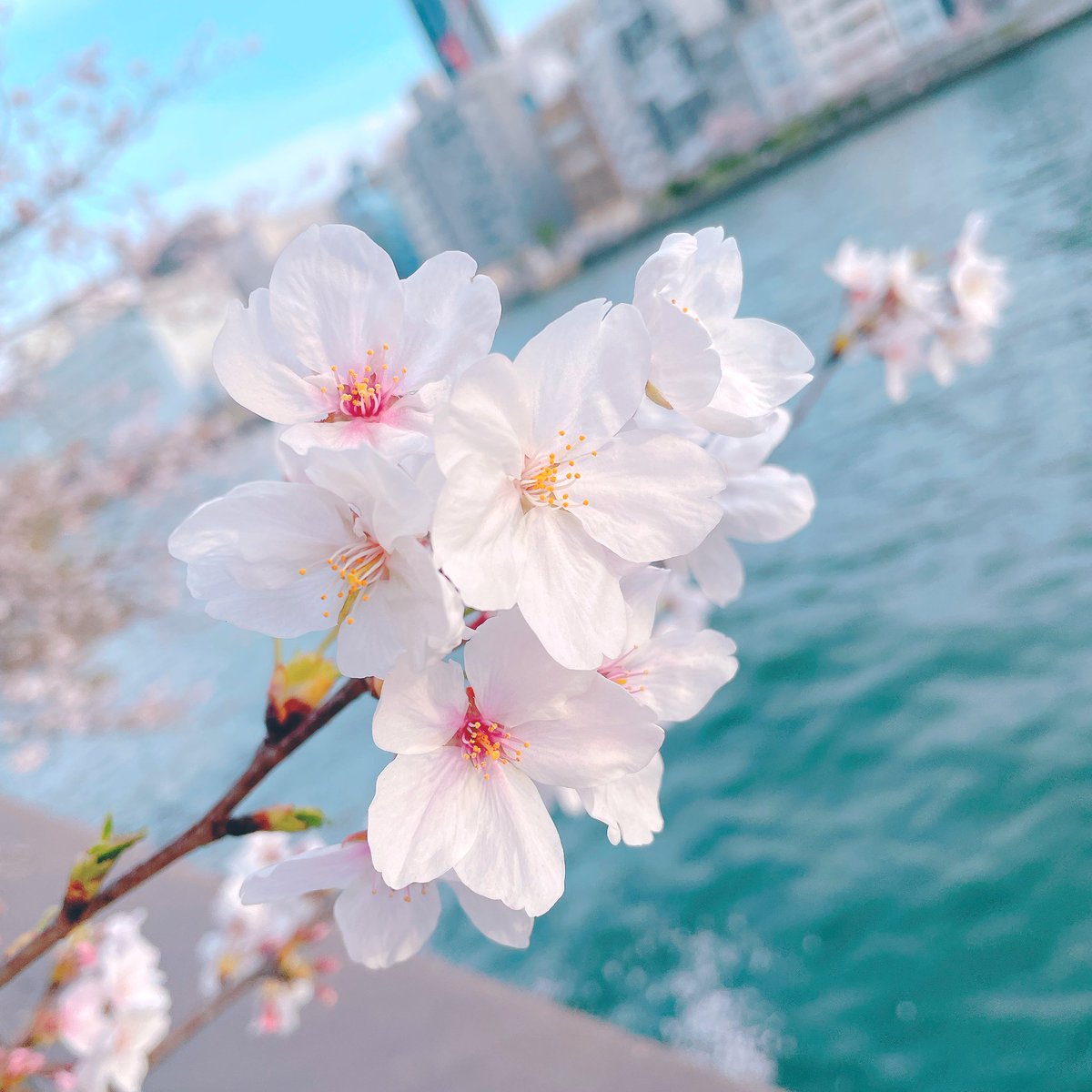 佐倉りんご(@sakura__ringo) - Twilog (ツイログ)